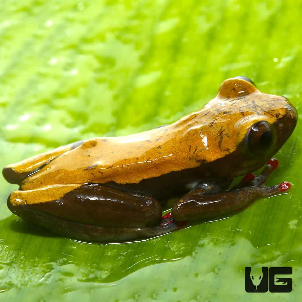 Reed Frogs For Sale - Underground Reptiles