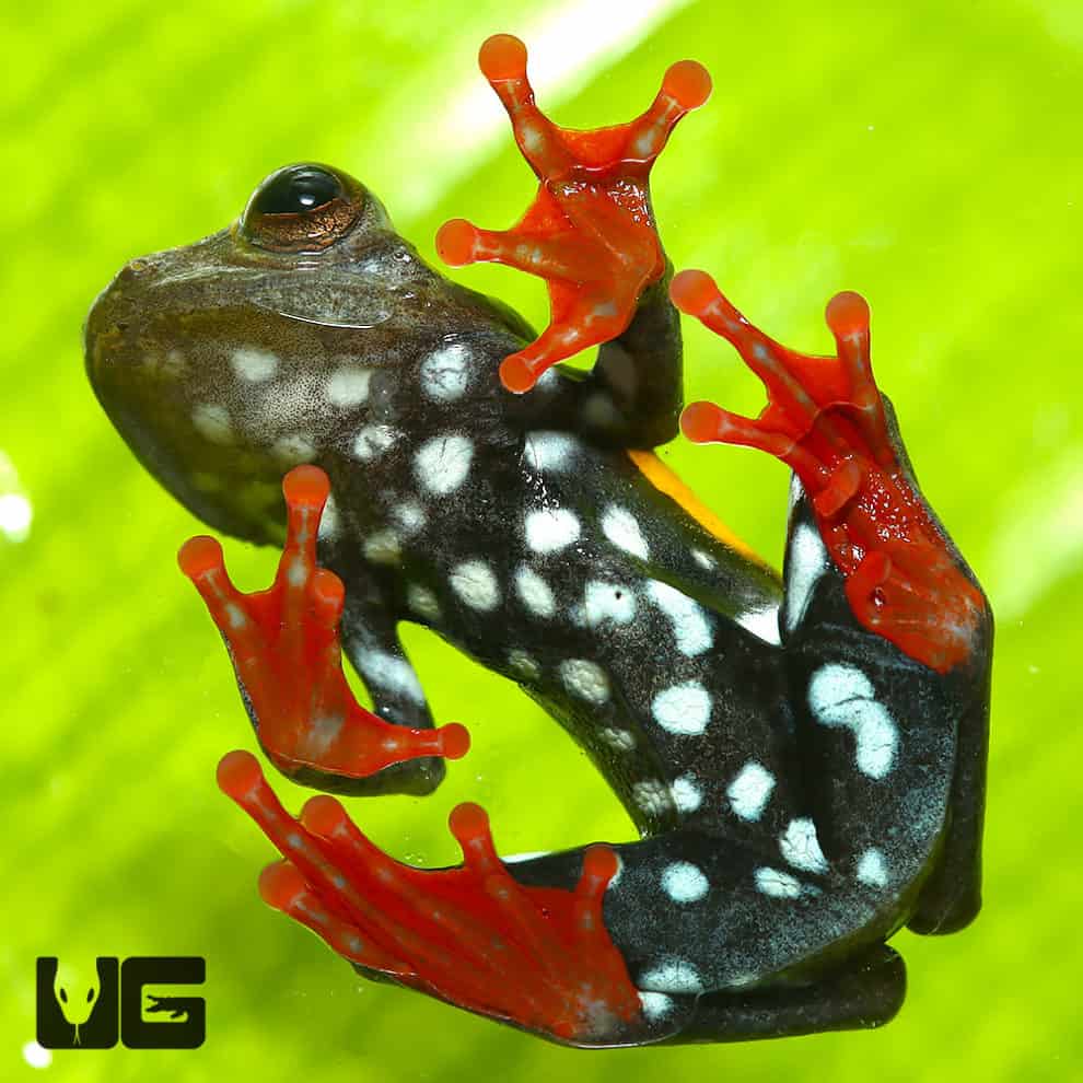 Reed Frogs For Sale - Underground Reptiles