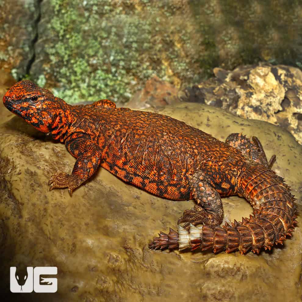 Uromastyx For Sale - Underground Reptiles