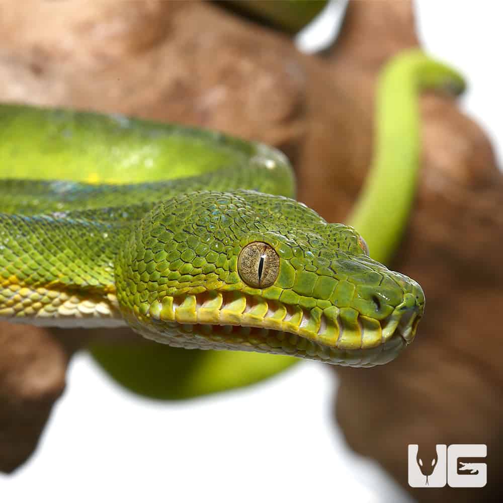 Female Reduced Pattern Juvenile Emerald Tree Boa (Corallus caninus) For ...