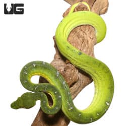 Female Reduced Pattern Juvenile Emerald Tree Boa (Corallus caninus) For ...