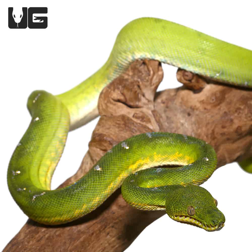 Female Reduced Pattern Juvenile Emerald Tree Boa (Corallus caninus) For ...