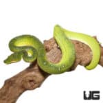 Female Reduced Pattern Juvenile Emerald Tree Boa (Corallus caninus) For ...