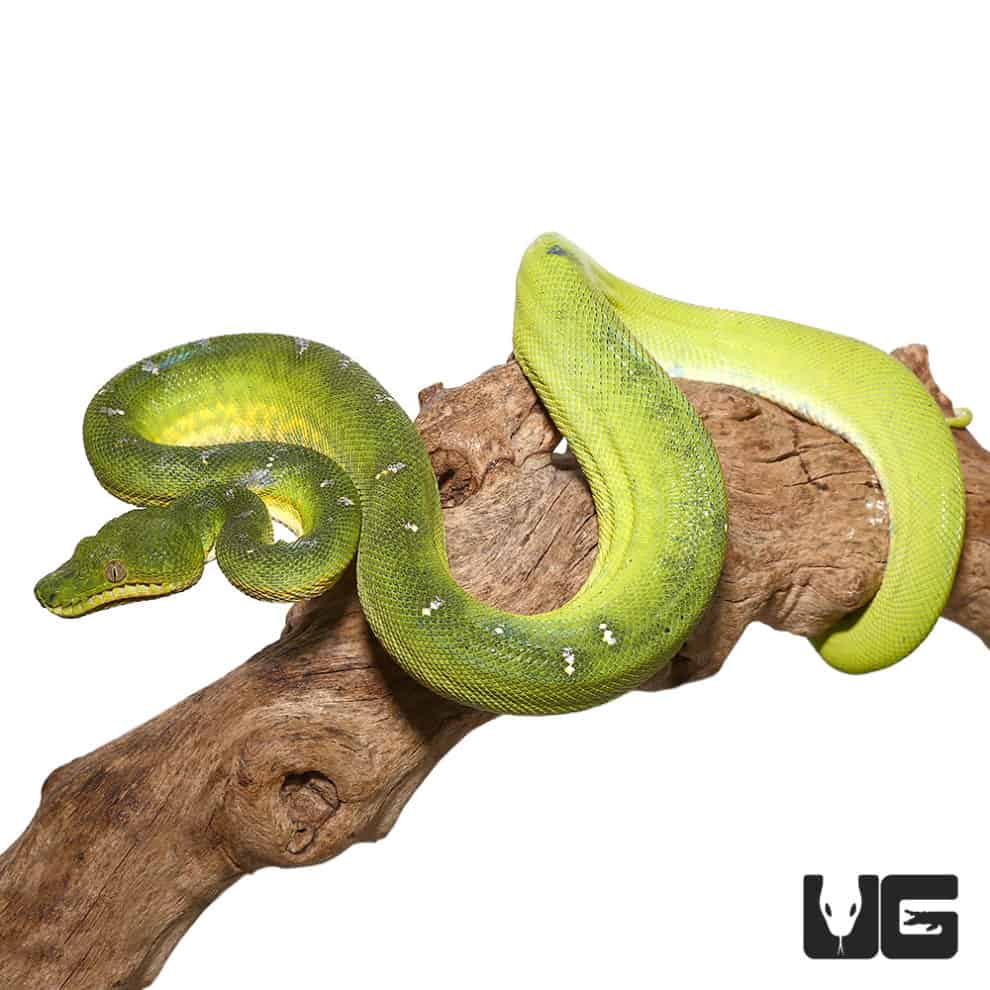 Female Reduced Pattern Juvenile Emerald Tree Boa (Corallus caninus) For ...