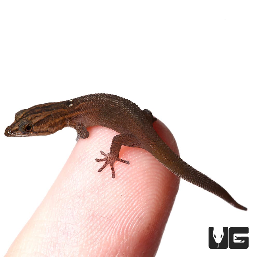 Geckos For Sale - Underground Reptiles
