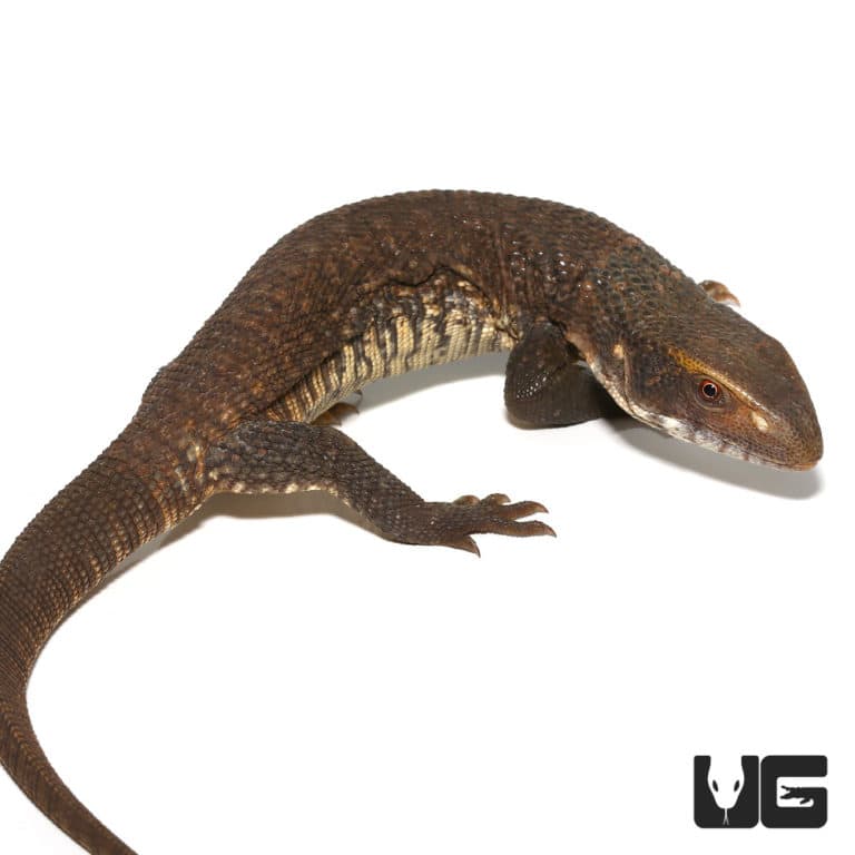 Lizards For Sale - Underground Reptiles