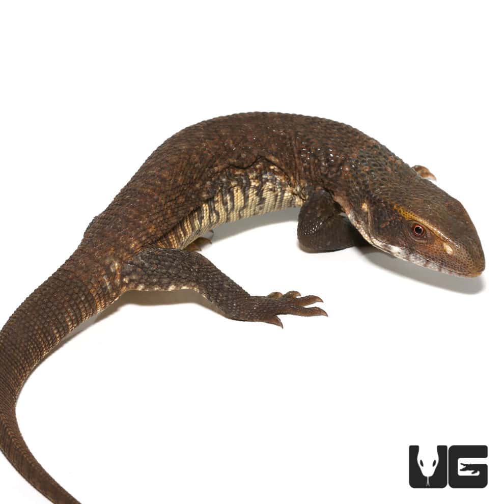 Savannah Monitors (Varanus exanthematicus) For Sale - Underground Reptiles