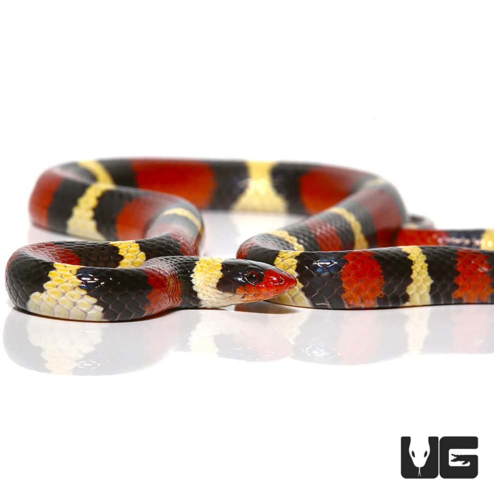 Scarlet Kingsnakes For Sale - Underground Reptiles