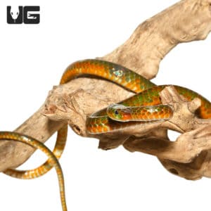 Smooth Machete Snakes For Sale - Underground Reptiles
