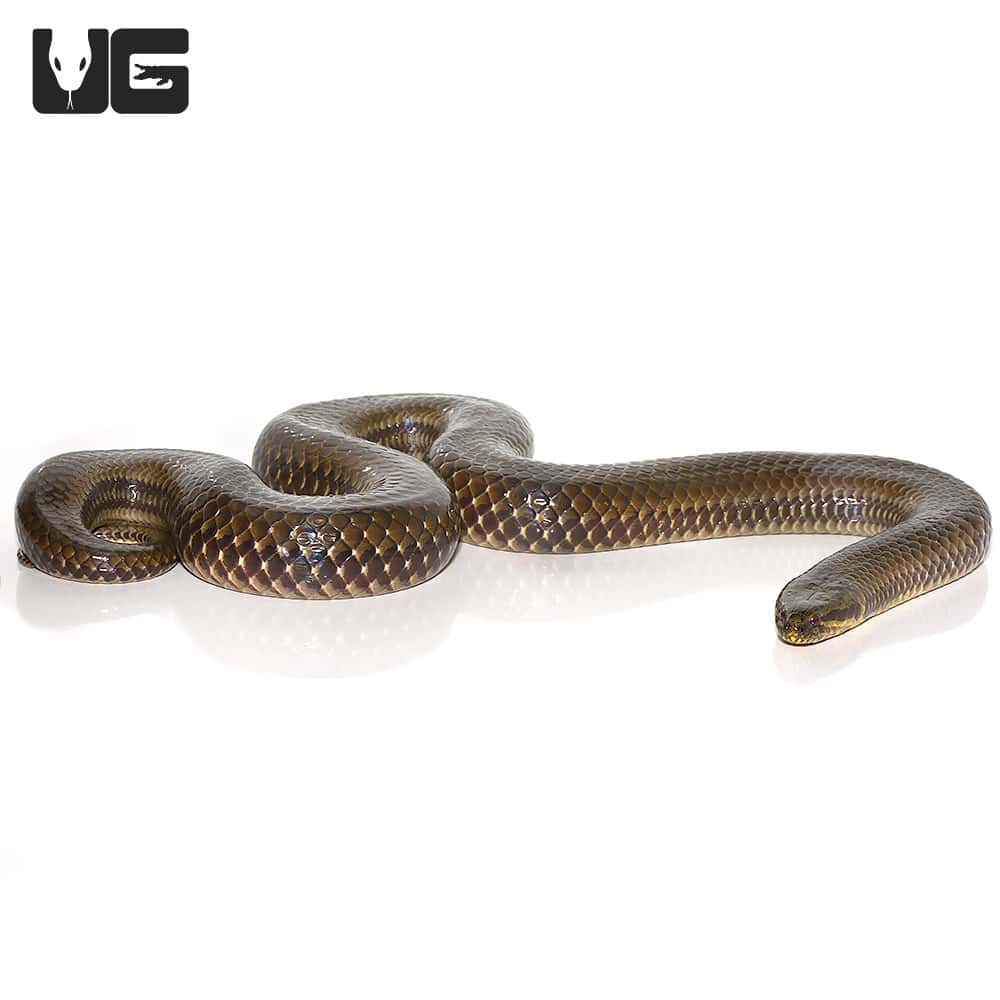 South American Pond Snake (Pseudoeryx plicatilis) For Sale ...