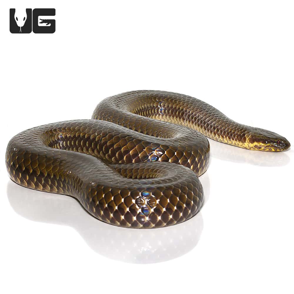 South American Pond Snake (Pseudoeryx plicatilis) For Sale ...