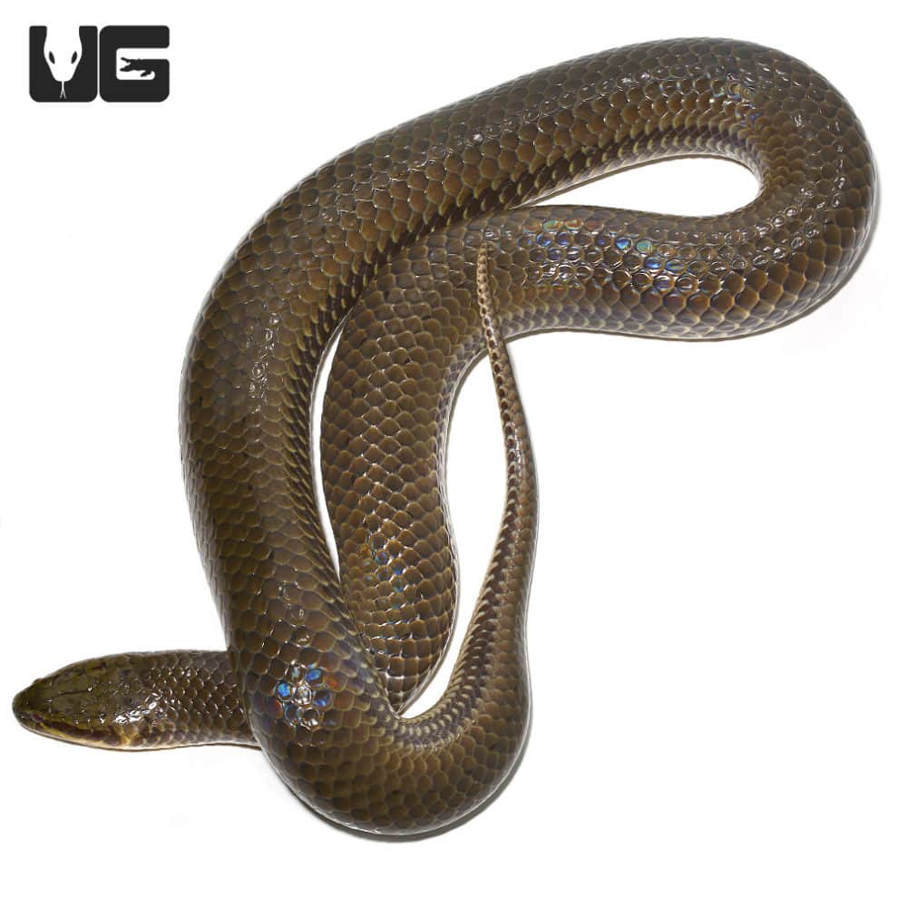 South American Pond Snake (Pseudoeryx plicatilis) For Sale ...