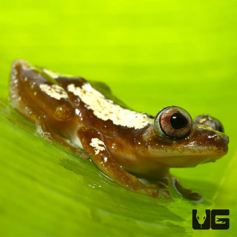 Reed Frogs For Sale - Underground Reptiles