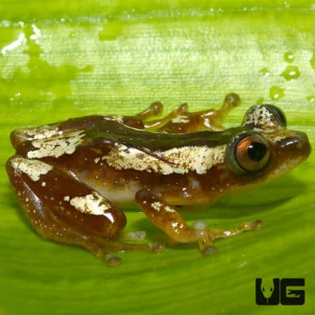 Reed Frogs For Sale - Underground Reptiles