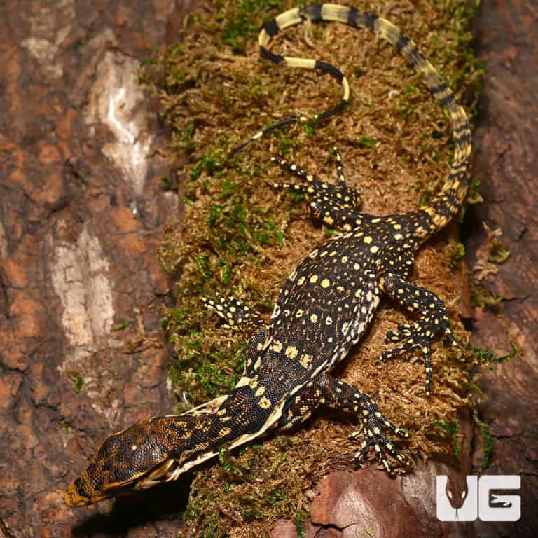 Baby Sumbawa Water Monitors For Sale - Underground Reptiles