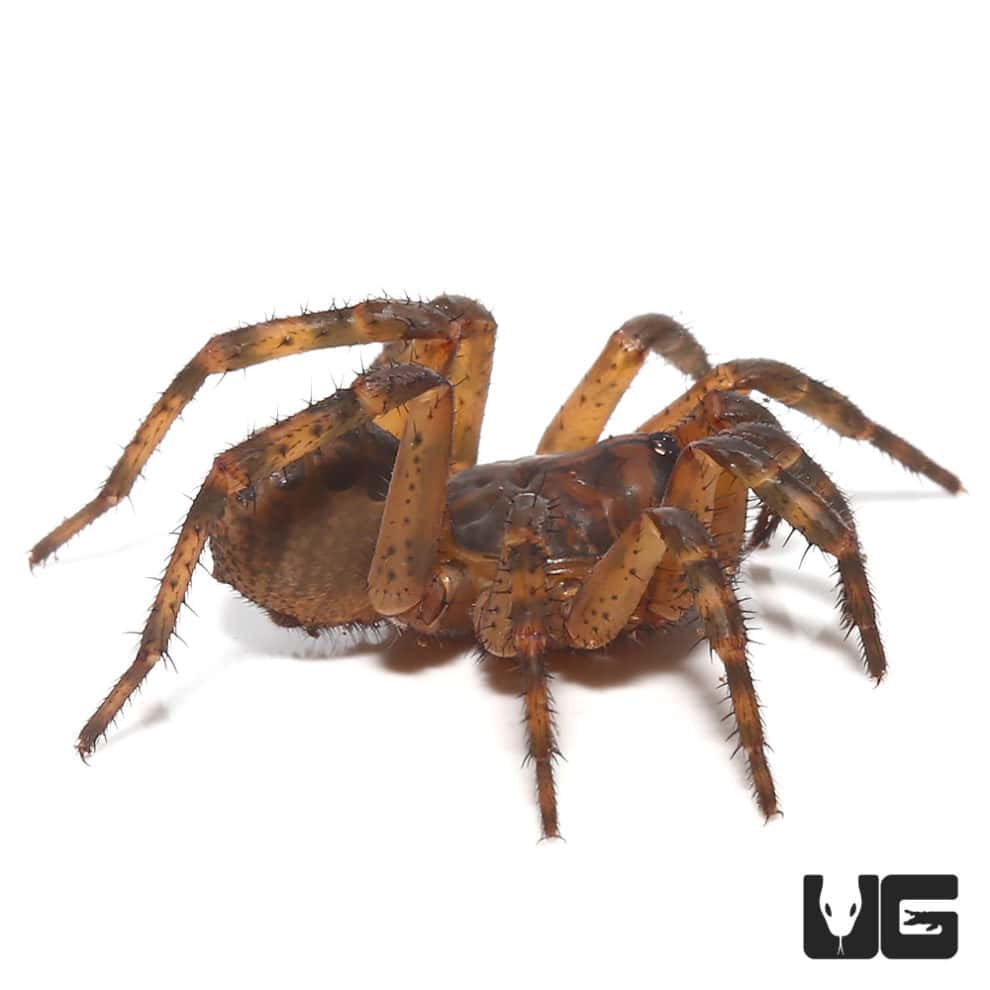Suwat Armored Trapdoor Spider (Liphistius Sp. Suwat Thailand) For Sale ...