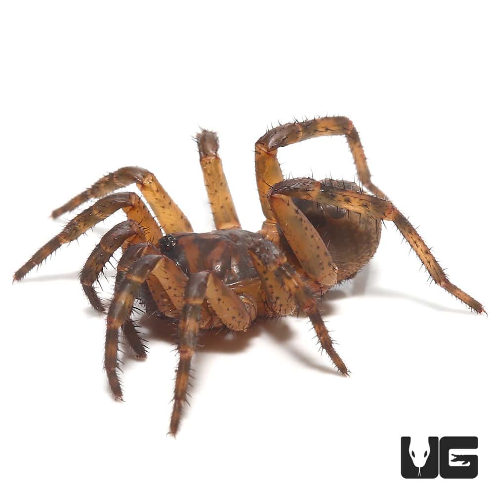 Suwat Armored Trapdoor Spider (Liphistius Sp. Suwat Thailand) For Sale ...