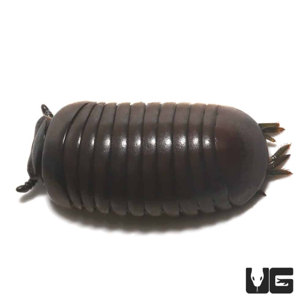 Thai Giant Pill Millipede (Zephronia siamensis) For Sale - Underground ...
