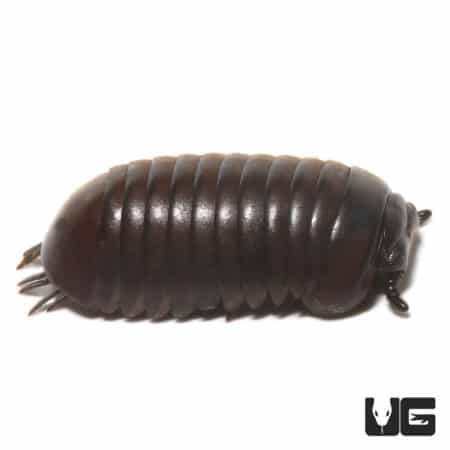 Thai Giant Pill Millipede (Zephronia siamensis) For Sale - Underground ...