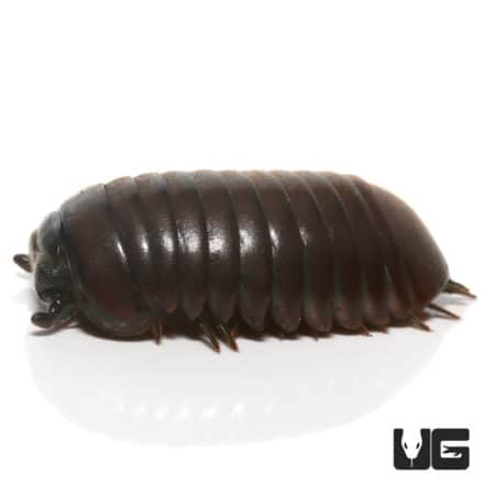 Thai Giant Pill Millipede (Zephronia siamensis) For Sale - Underground ...
