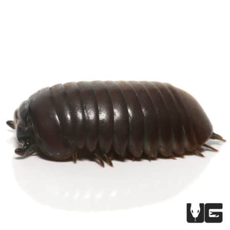 Thai Giant Pill Millipede (Zephronia siamensis) For Sale - Underground ...