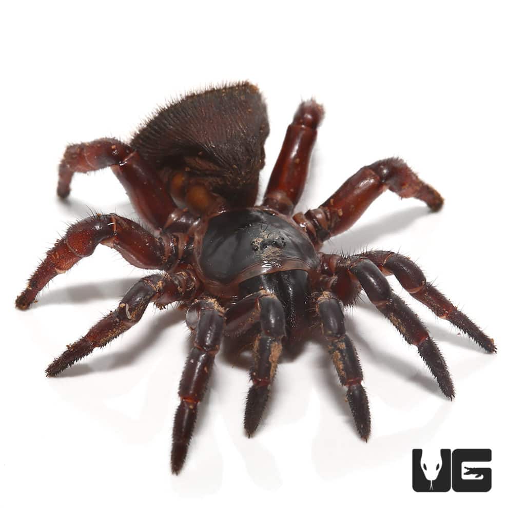 Thai Hourglass Trapdoor Spider (Cyclocosmia lannaensis) For Sale ...