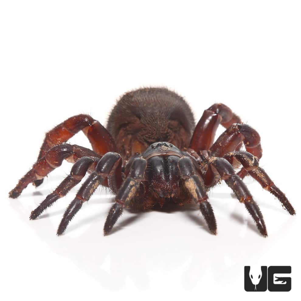 Thai Hourglass Trapdoor Spider (Cyclocosmia lannaensis) For Sale ...
