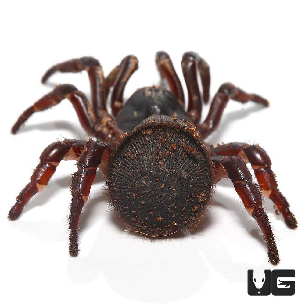Thai Hourglass Trapdoor Spider (Cyclocosmia lannaensis) For Sale ...