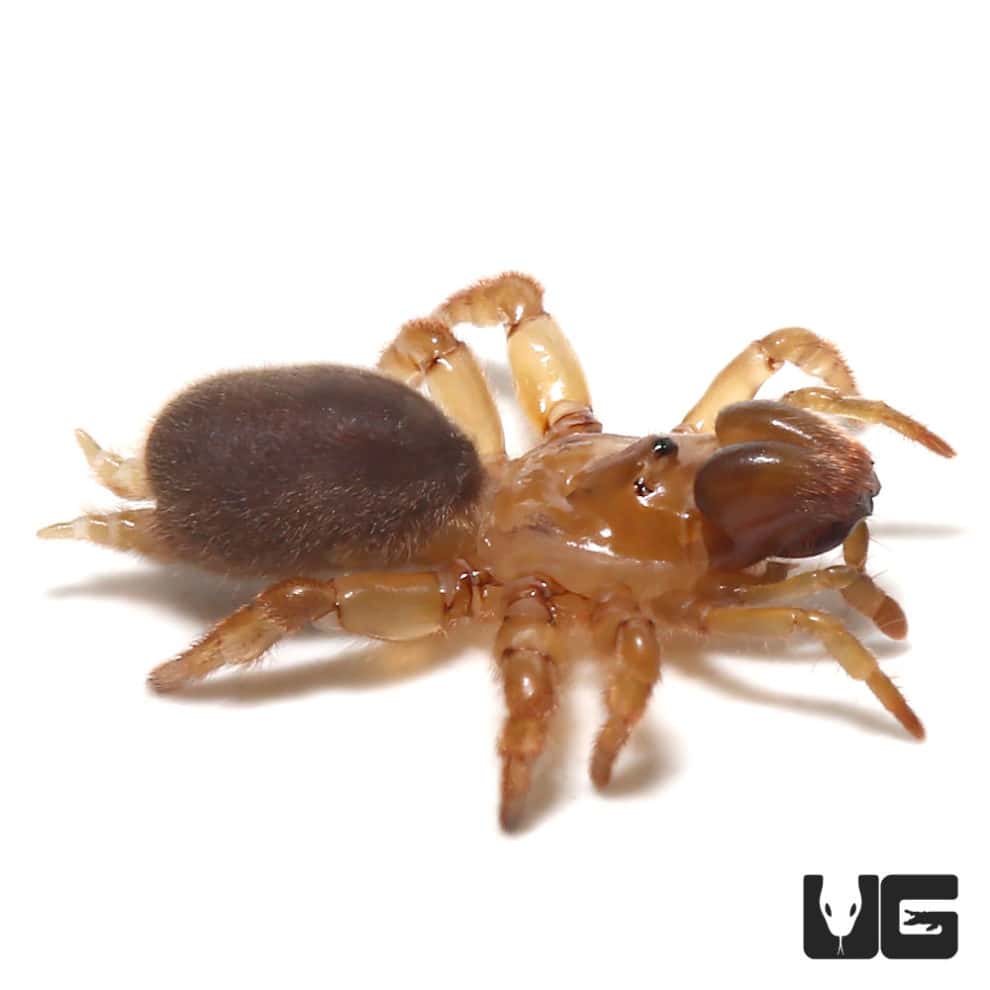 Panamanian Blue Funnel Web Spider For Sale - Underground Reptiles