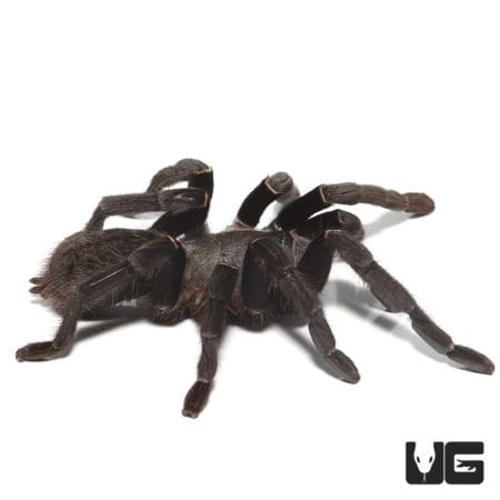 Thai Silver Earth Tiger Tarantula (Ornithoctonus Costalis) For sale ...
