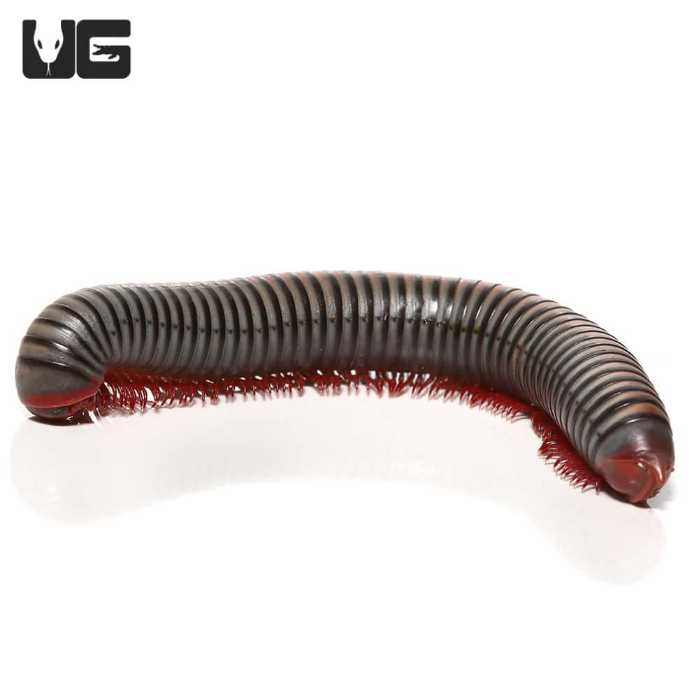 Thailand Rainbow Millipede (Atophochetus Dollfusi) For Sale ...