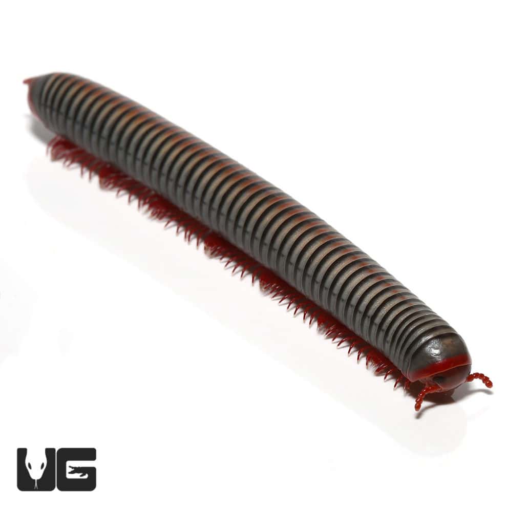 Thailand Rainbow Millipede (Atophochetus Dollfusi) For Sale ...