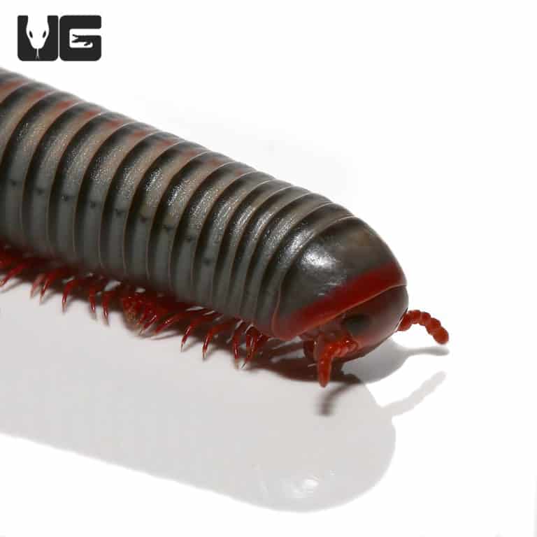 Thailand Rainbow Millipede (Atophochetus Dollfusi) For Sale ...