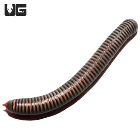 Thailand Rainbow Millipede (Atophochetus Dollfusi) For Sale ...
