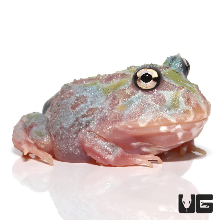 Mutant Snow White Translucent Pacman Frogs for sale - Underground Reptiles