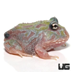 Mutant Snow White Translucent Pacman Frogs for sale - Underground Reptiles
