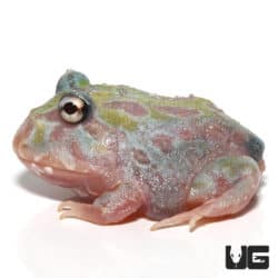 Mutant Snow White Translucent Pacman Frogs for sale - Underground Reptiles