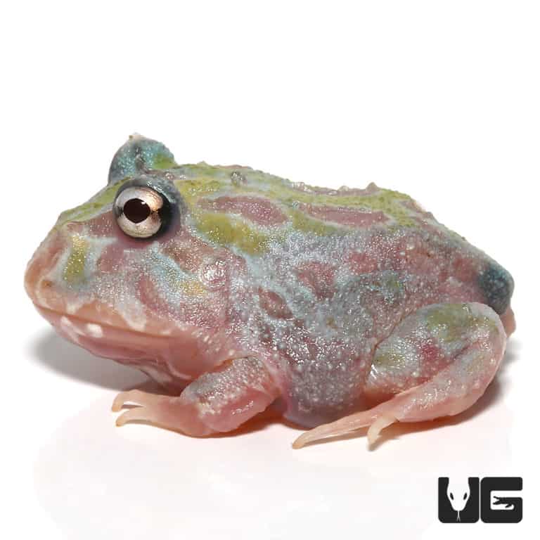Mutant Snow White Translucent Pacman Frogs for sale - Underground Reptiles