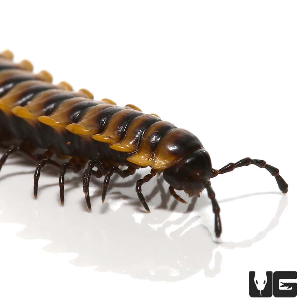 Yellow Dragon Millipede (Orthomorpha Communis) For Sale - Underground ...