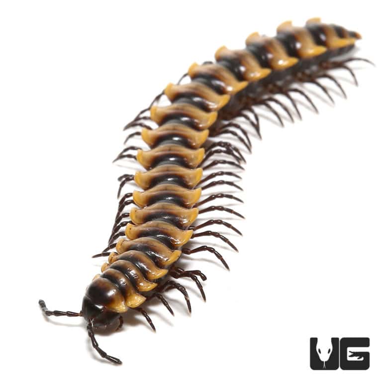 Yellow Dragon Millipede (Orthomorpha Communis) For Sale - Underground ...