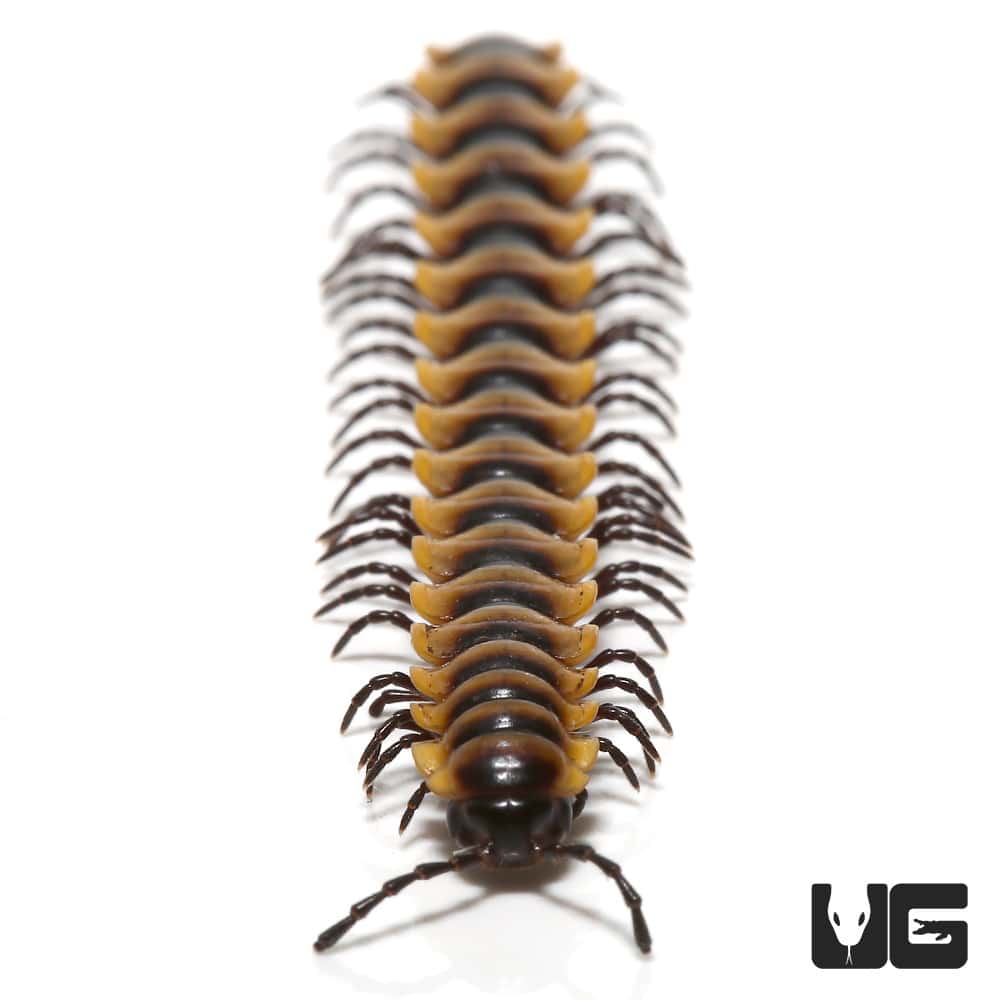 Yellow Dragon Millipede (Orthomorpha Communis) For Sale - Underground ...