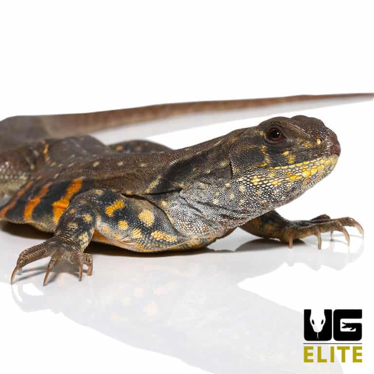 Auctions - Underground Reptiles