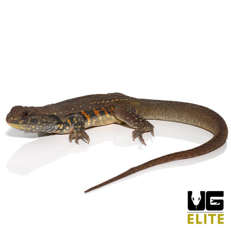 Auctions - Underground Reptiles