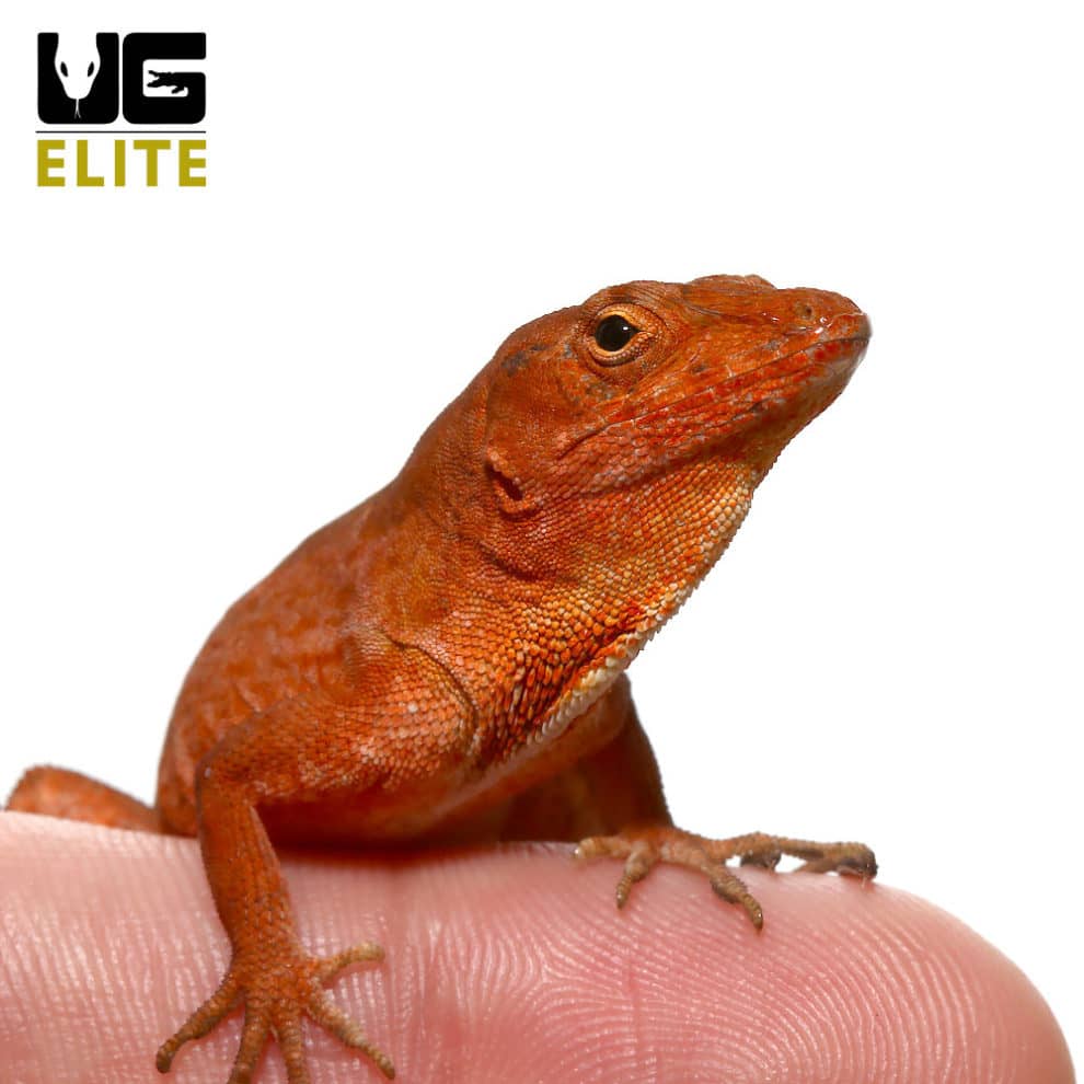 Underground Reptiles - Exotic Reptiles, Amphibians, Lizards and Mammals