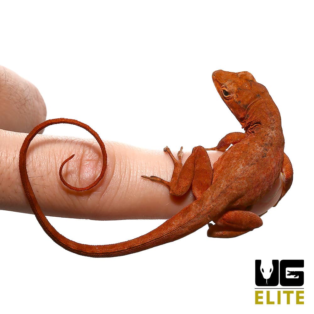 Underground Reptiles - Exotic Reptiles, Amphibians, Lizards and Mammals