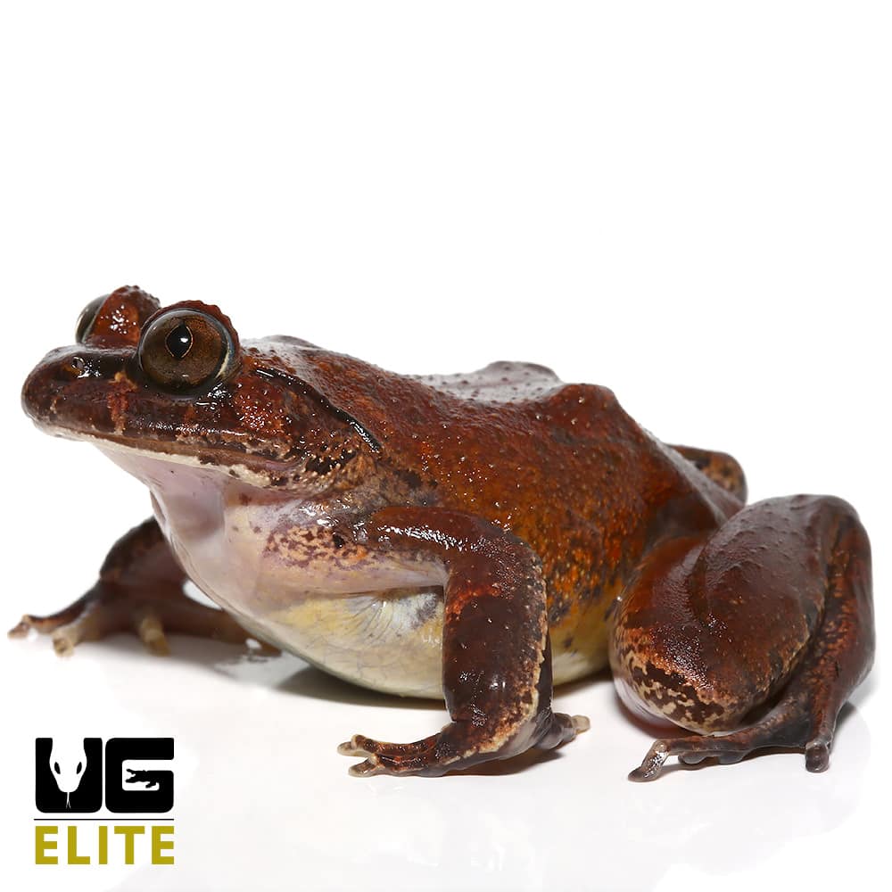 Underground Reptiles - Exotic Reptiles, Amphibians, Lizards and Mammals