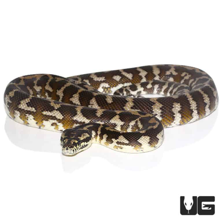Adult Irian Jaya Carpet Pythons For Sale - Underground Reptiles