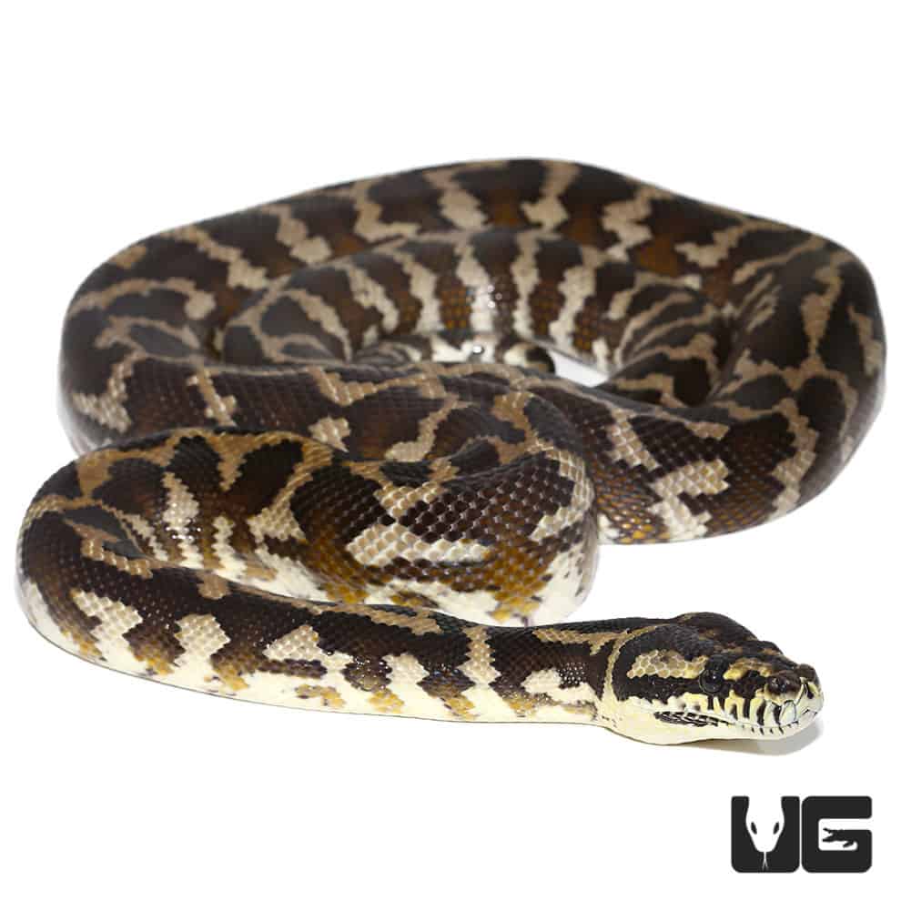 Adult Irian Jaya Carpet Pythons For Sale - Underground Reptiles