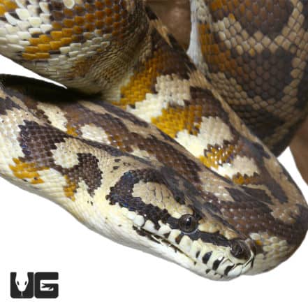 Adult Irian Jaya Carpet Pythons For Sale - Underground Reptiles