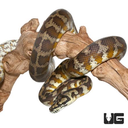 Carpet Pythons For Sale - Underground Reptiles